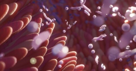 The microbiome’s role in food allergies - ImuPro